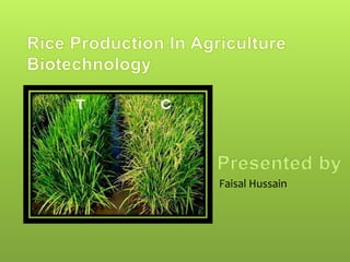 Rice production in agriculture biotechnology | PPTX