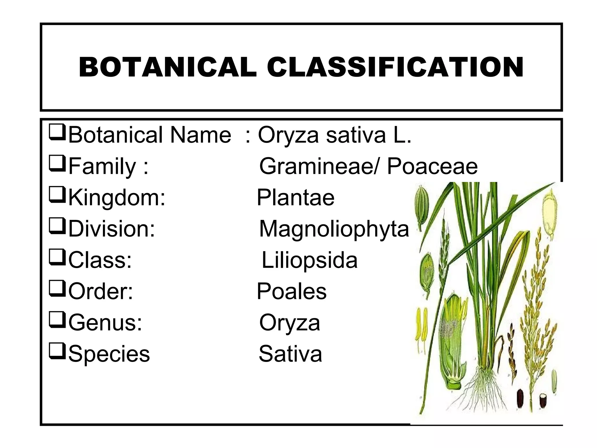 RICE PRODUCTION TECHNOLOGIES | PPT