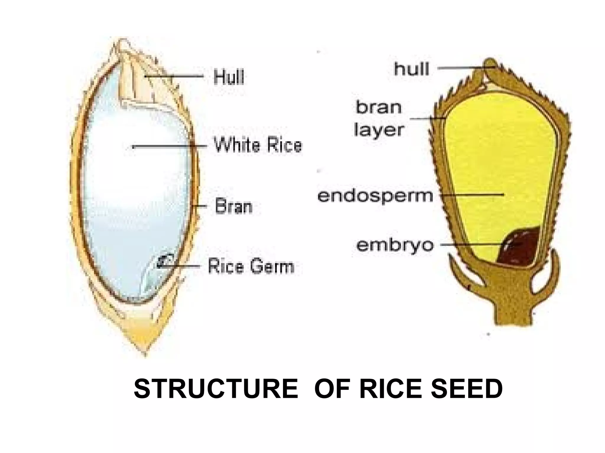 RICE PRODUCTION TECHNOLOGIES | PPT