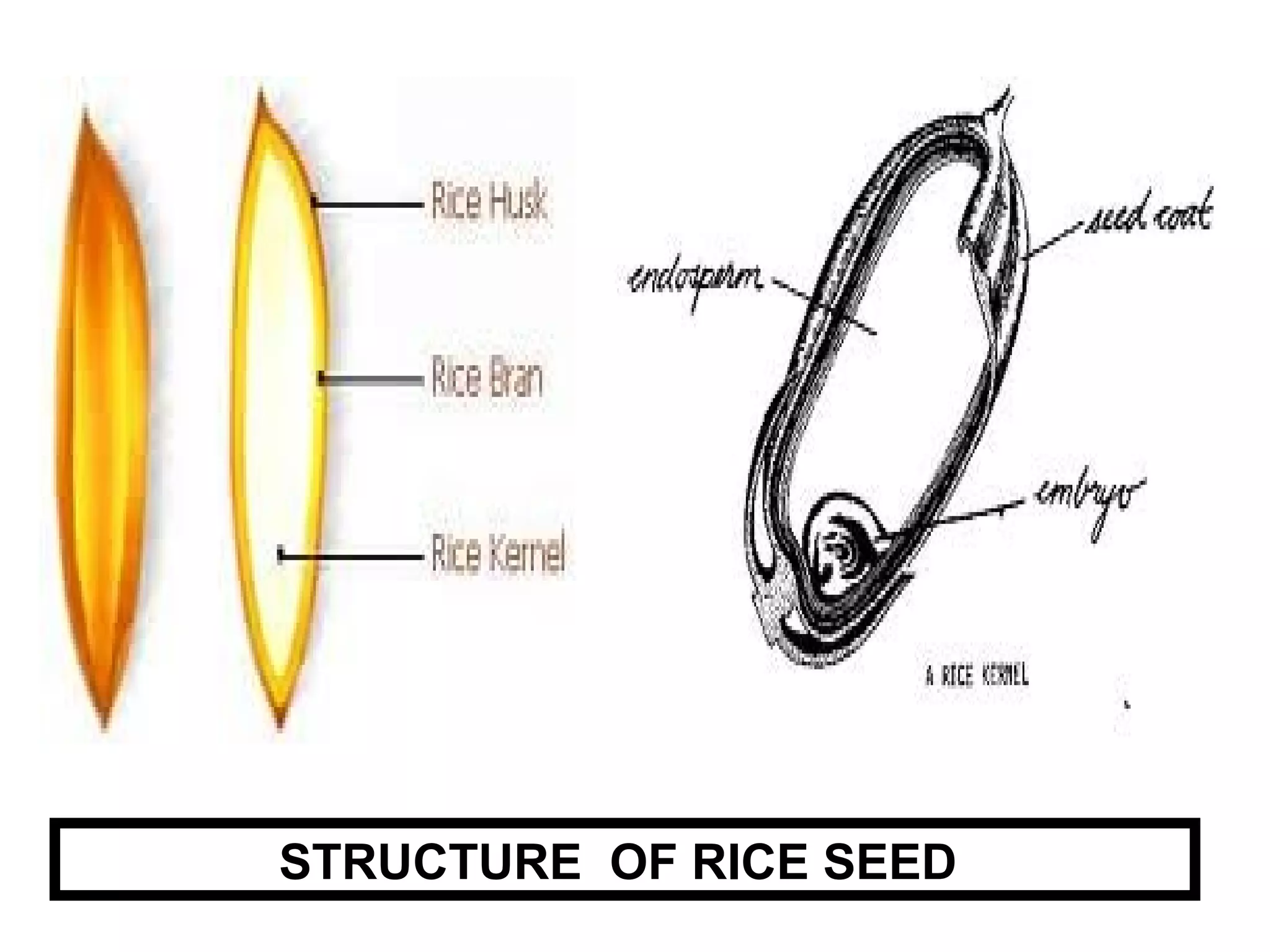 RICE PRODUCTION TECHNOLOGIES | PPT