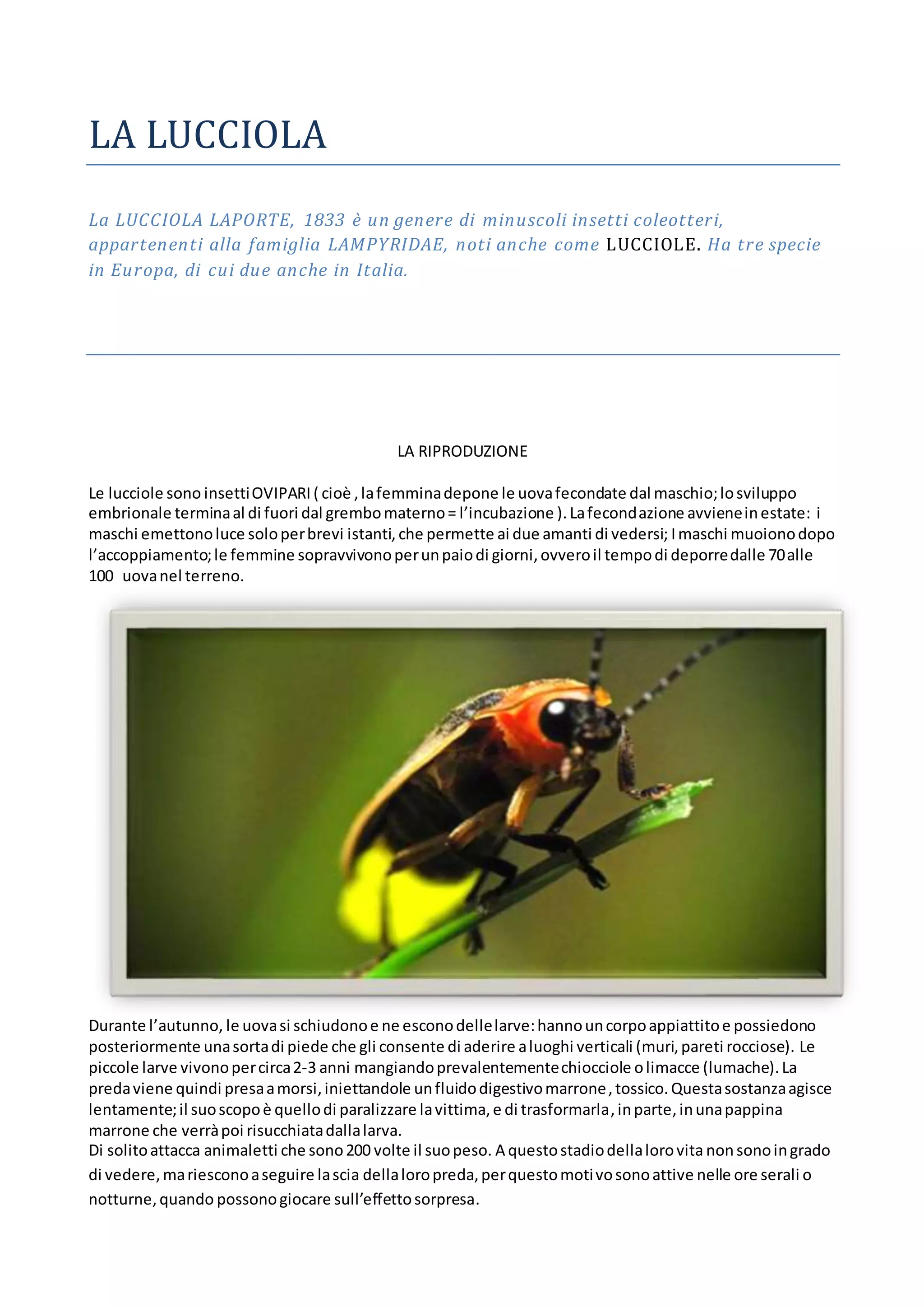 Ricerca sulla lucciola | DOCX