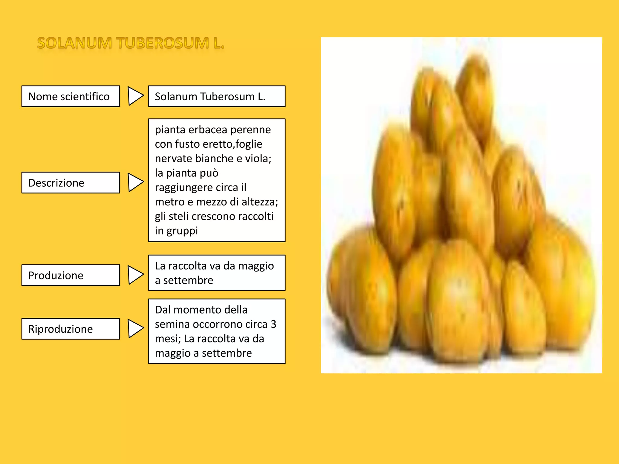 Ricerca sulla patata | PPTX