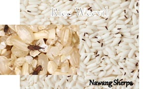 Rice reevil | PPTX