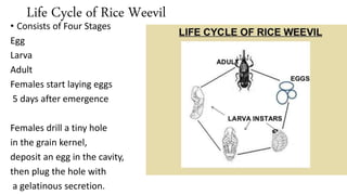 Rice reevil | PPTX