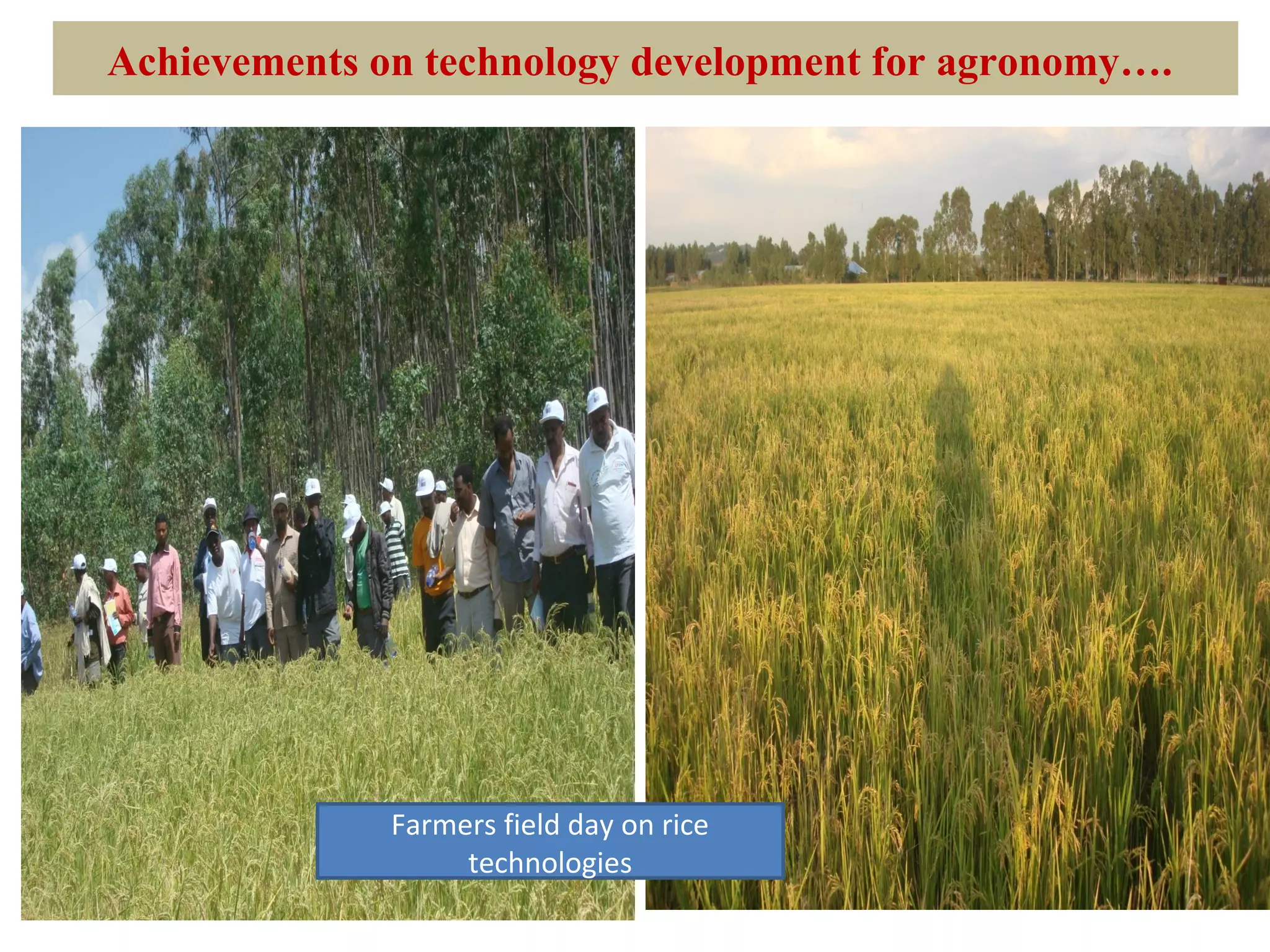 Rice research and production in ethiopia | PPT