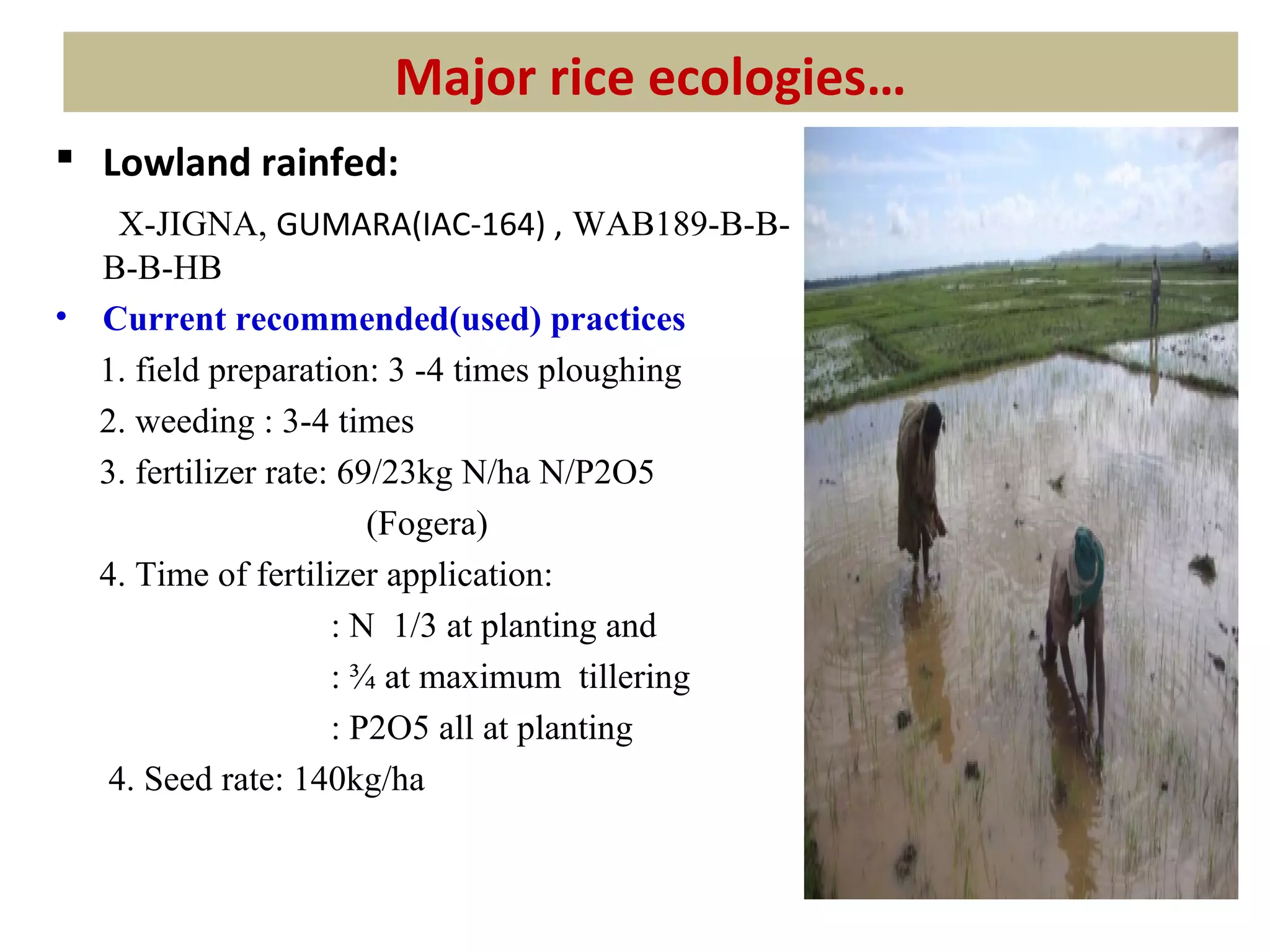 Rice research and production in ethiopia | PPT