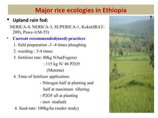 Rice research and production in ethiopia | PPT
