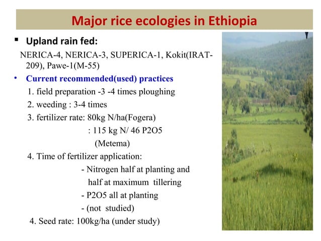 Rice research and production in ethiopia | PPT | Agriculture | Industries