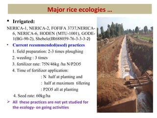 Rice research and production in ethiopia | PPT