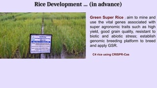 Rice research scenario ,challenges in WB.pptx