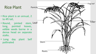 Rice sps 19_mag_00033 | PPTX | Agriculture | Industries