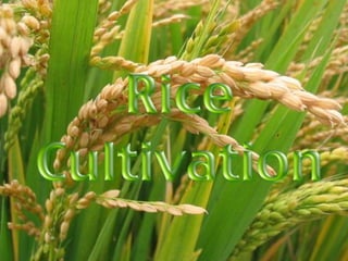Rice story | PPT