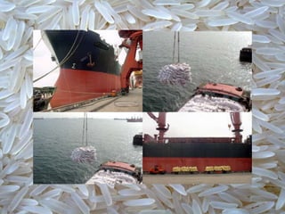 Rice story | PPT