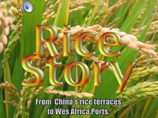 Rice story | PPT