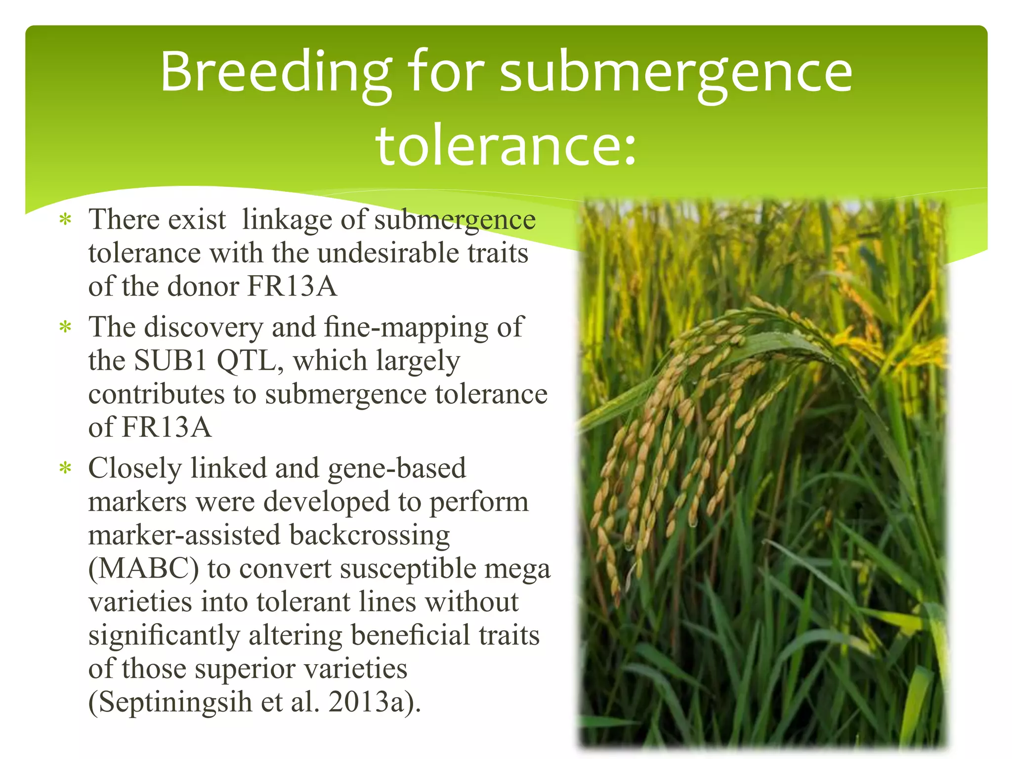 submergence tolerance in rice - sub 1 | PPTX