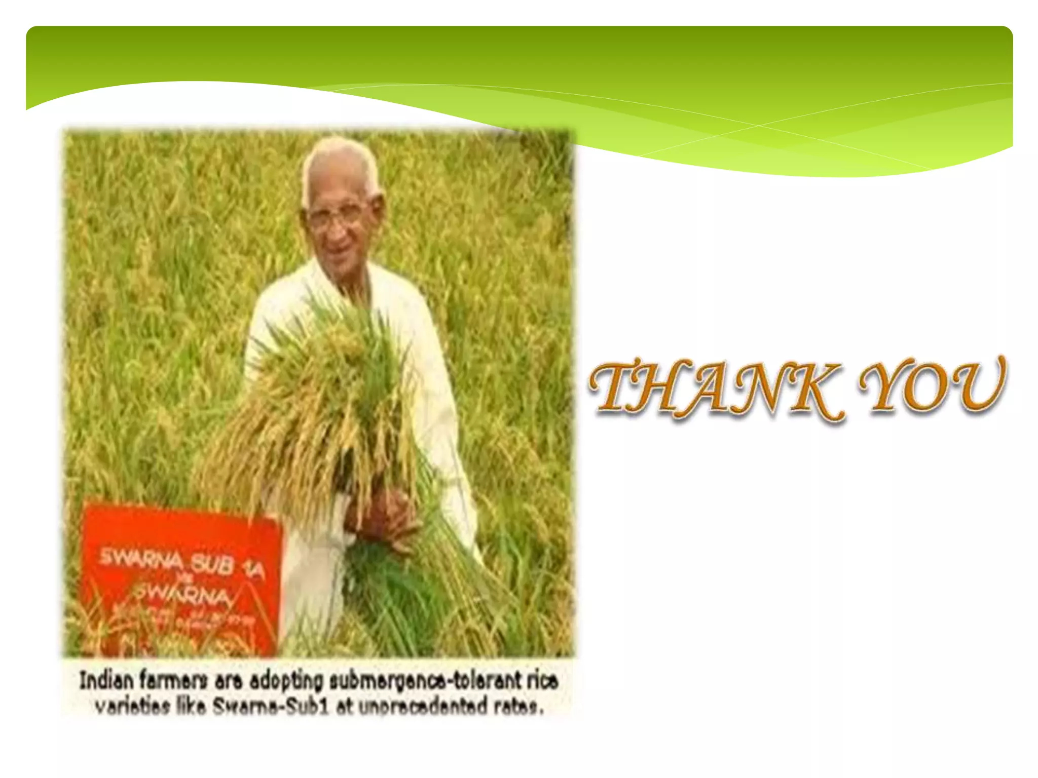 submergence tolerance in rice - sub 1 | PPTX