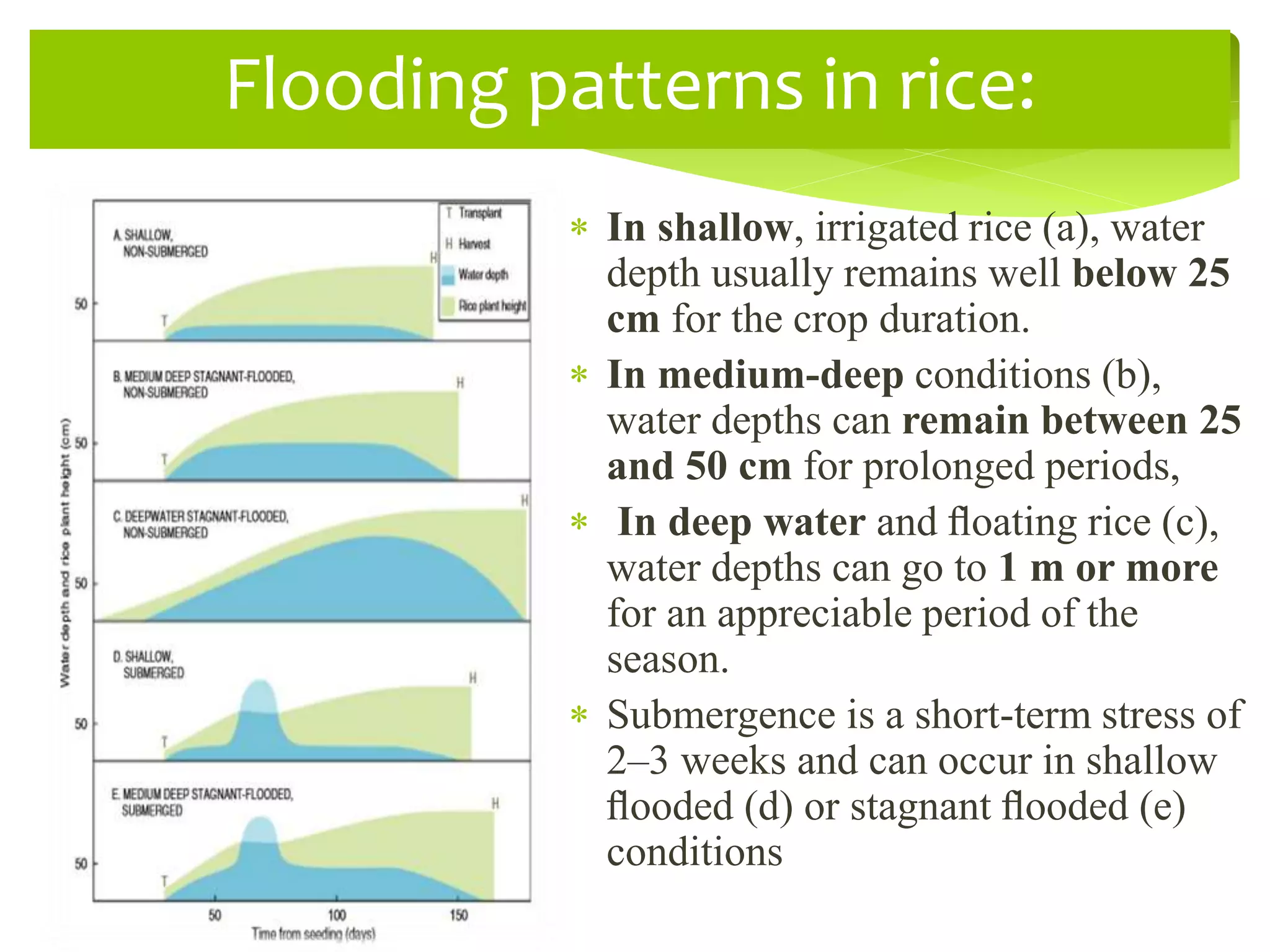 submergence tolerance in rice - sub 1 | PPTX