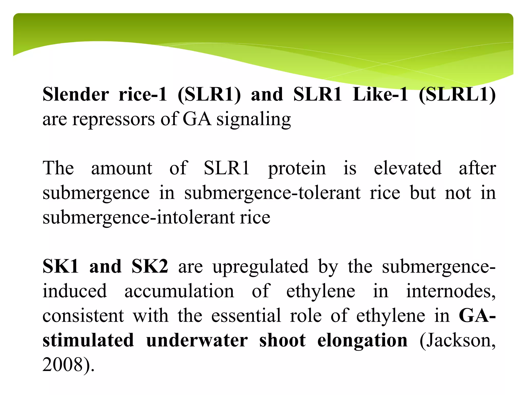 submergence tolerance in rice - sub 1 | PPTX