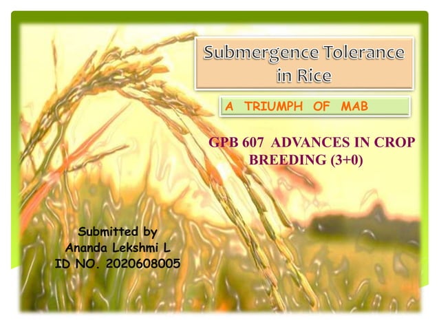 submergence tolerance in rice - sub 1 | PPTX | Genetics | Science