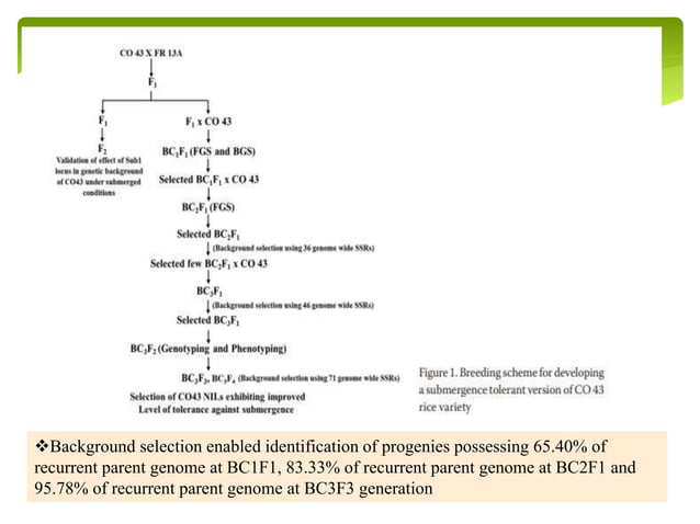 submergence tolerance in rice - sub 1 | PPTX | Genetics | Science