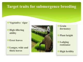 submergence tolerance in rice - sub 1 | PPTX
