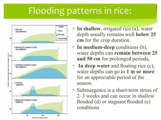 submergence tolerance in rice - sub 1 | PPTX | Genetics | Science