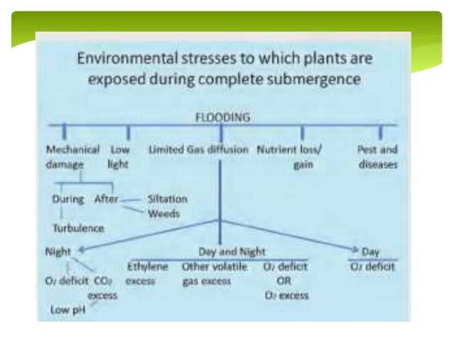 submergence tolerance in rice - sub 1 | PPTX | Genetics | Science
