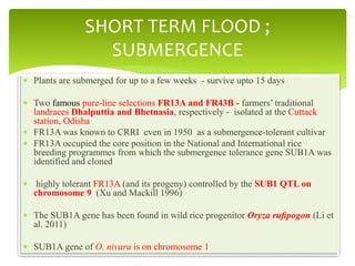 submergence tolerance in rice - sub 1 | PPTX