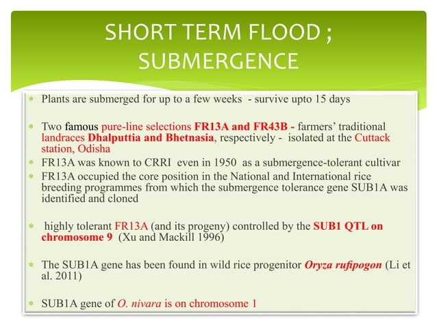 submergence tolerance in rice - sub 1 | PPTX | Genetics | Science