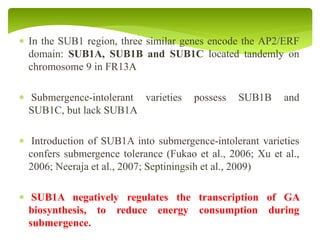 submergence tolerance in rice - sub 1 | PPTX