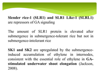 submergence tolerance in rice - sub 1 | PPTX