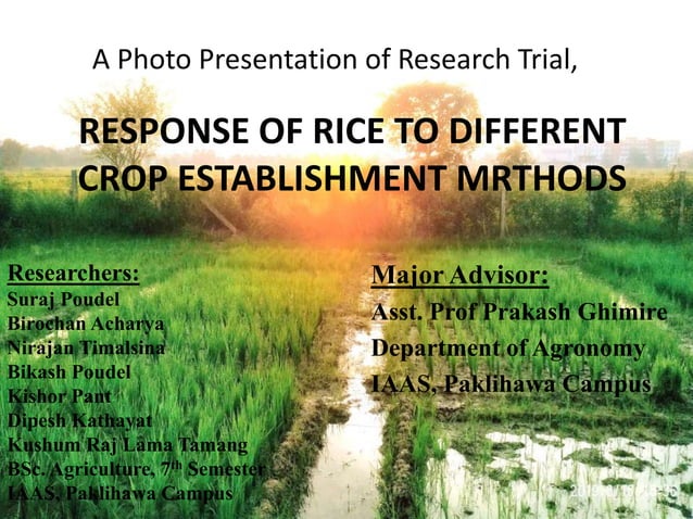 A photo presentation of Rice trial 2076 | PPT