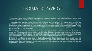 Ρύζι_Τσάμη | PDF