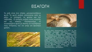 Ρύζι_Τσάμη | PDF