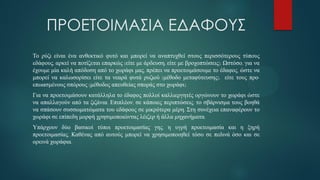Ρύζι_Τσάμη | PDF