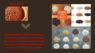 Rice varieties | PDF | Agriculture | Industries