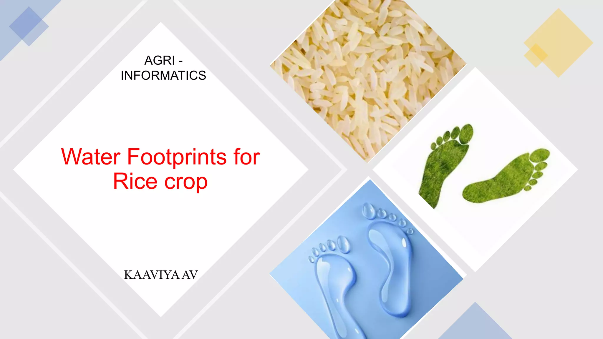 Rice water foot print | PPT