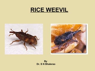 Rice weevil | PPT