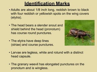 riceweevil-170810173842 (1).pptx