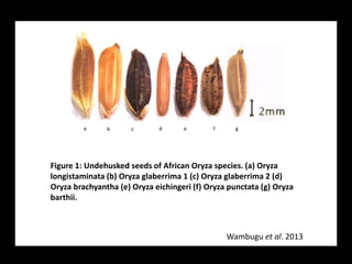 Rice wild species | PPTX