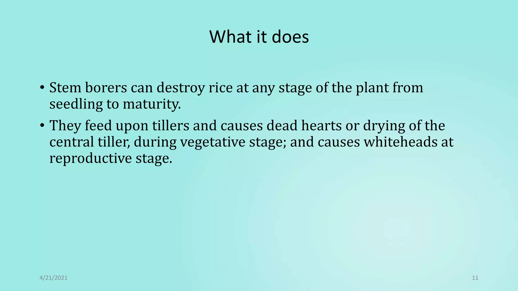 Rice yellow stem Borer | PPTX