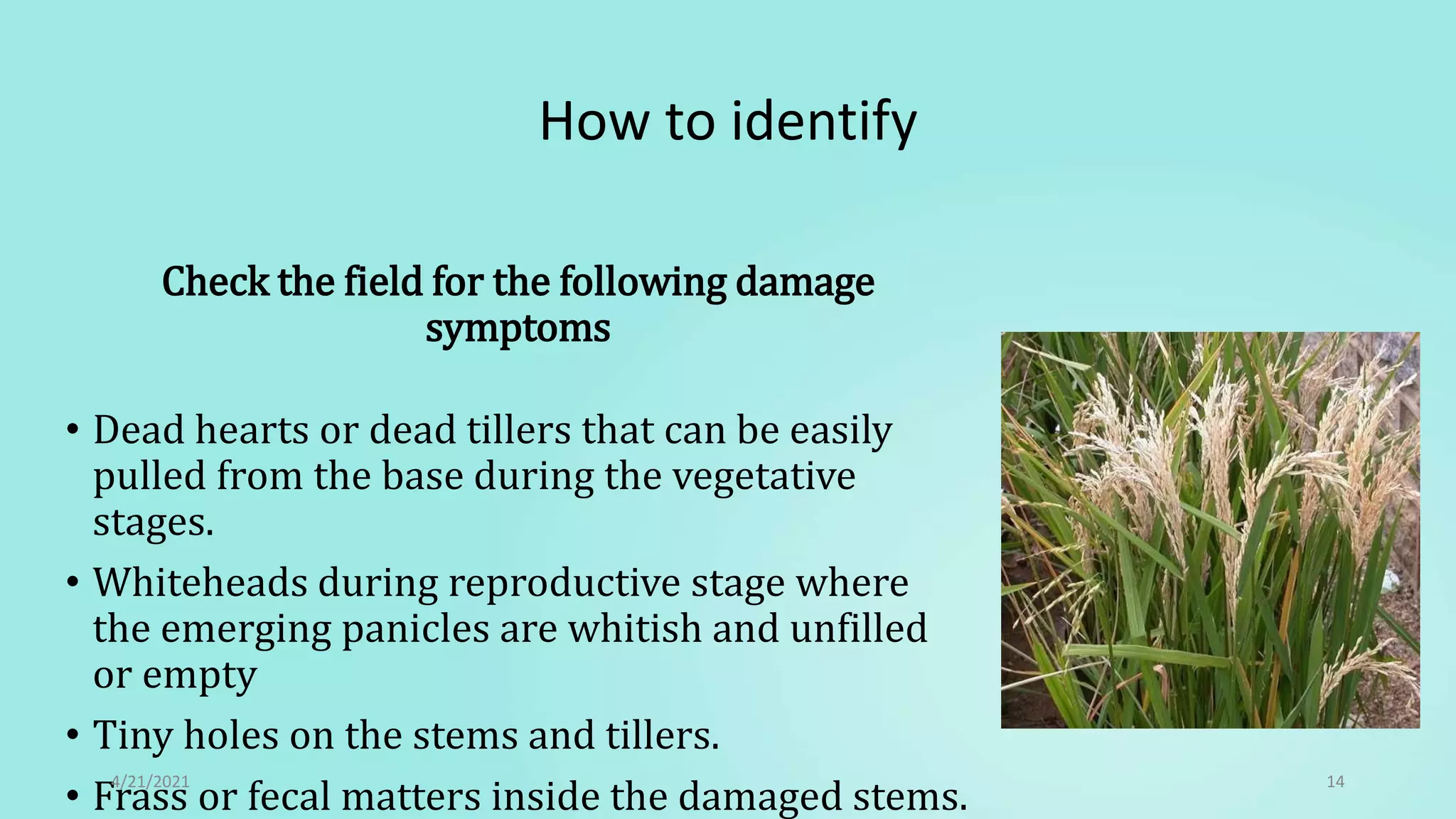 Rice yellow stem Borer | PPTX