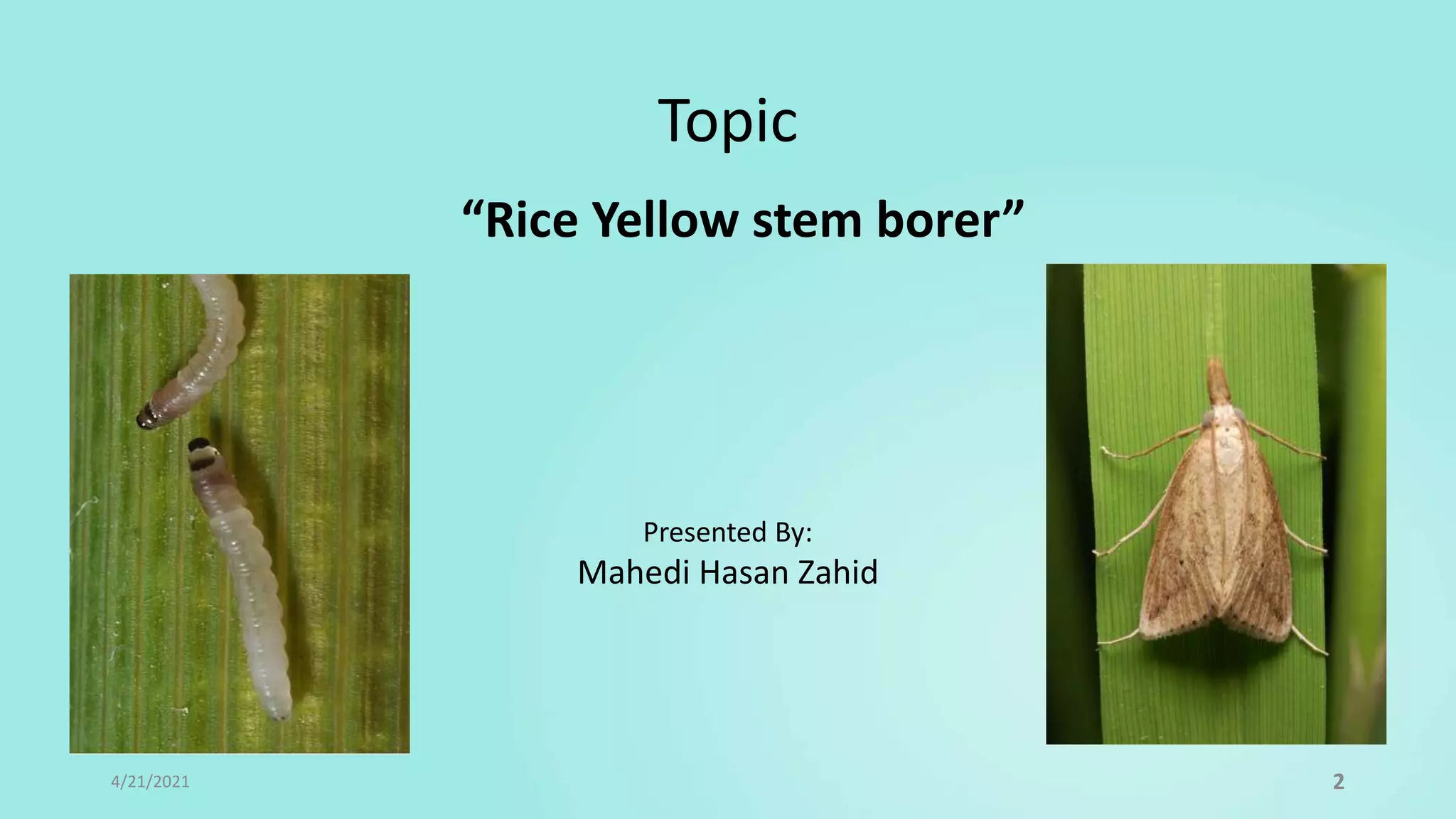 Rice yellow stem Borer | PPTX