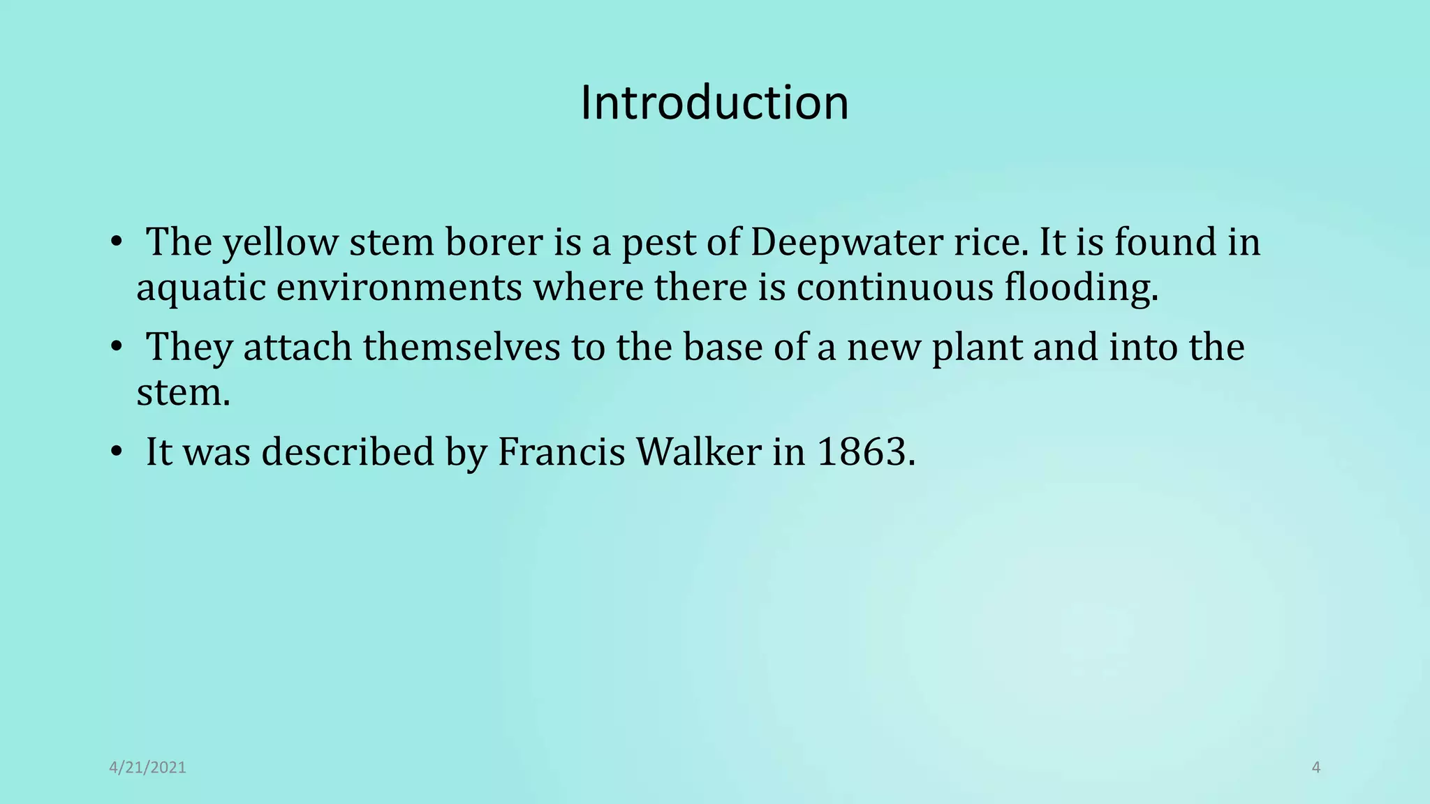 Rice yellow stem Borer | PPTX