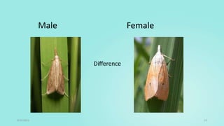 Rice yellow stem Borer | PPTX