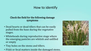 Rice yellow stem Borer | PPTX