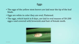 Rice yellow stem Borer | PPTX