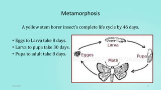 Rice yellow stem Borer | PPT