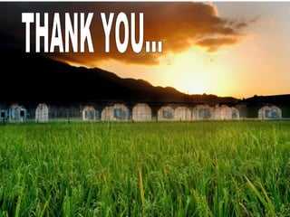 Rice yields decline | PPT