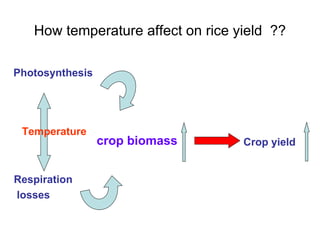 Rice yields decline | PPT